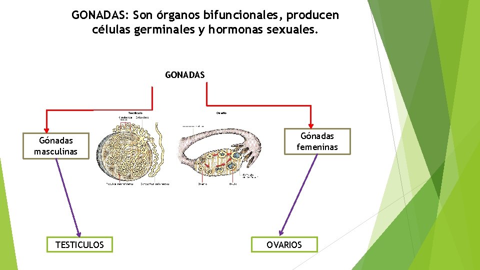 GONADAS SISTEMA ENDOCRINO Listado de Factores Liberadores del