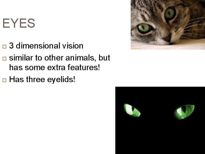 HISTORY BEHIND CATS First cat appeared 35 million