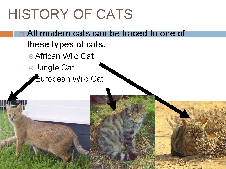 HISTORY BEHIND CATS First cat appeared 35 million