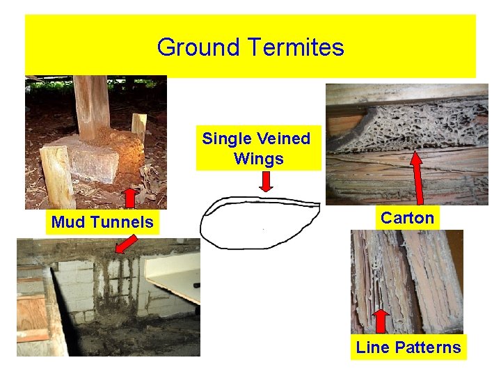 Lesson 5 Types of Termites Learning Levels 4