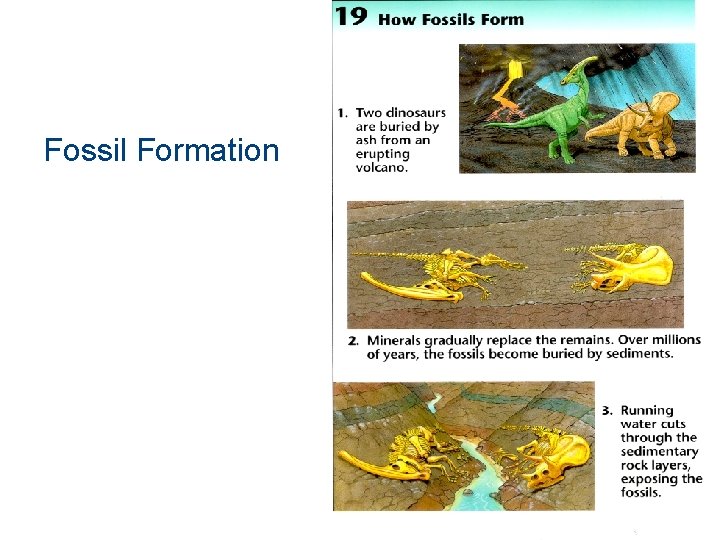 Chapter 4 2 What Are Fossils Graphic Organizer