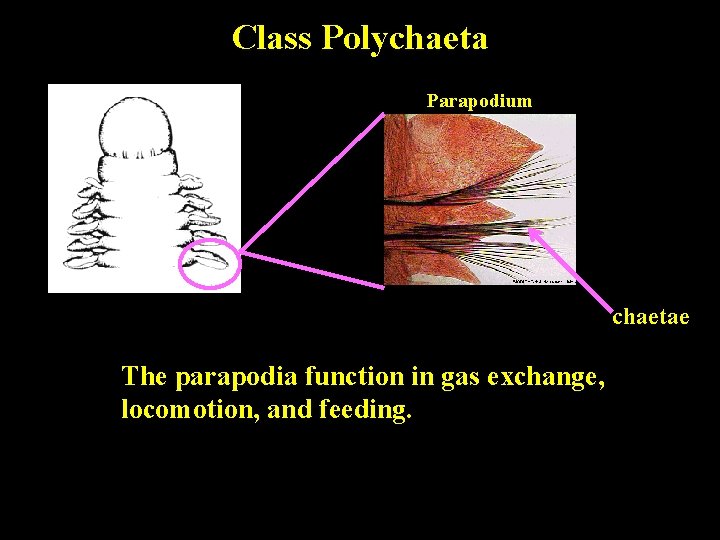 Phylum Annelida The Segmented Worms Annelida Characteristics Triploblastic