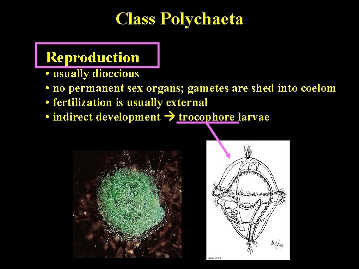 Phylum Annelida The Segmented Worms Annelida Characteristics Triploblastic