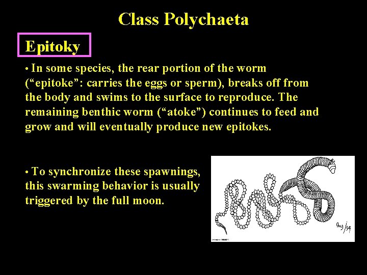 Phylum Annelida The Segmented Worms Annelida Characteristics Triploblastic