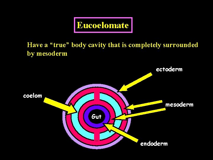Phylum Annelida The Segmented Worms Annelida Characteristics Triploblastic
