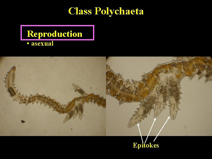 Phylum Annelida The Segmented Worms Annelida Characteristics Triploblastic