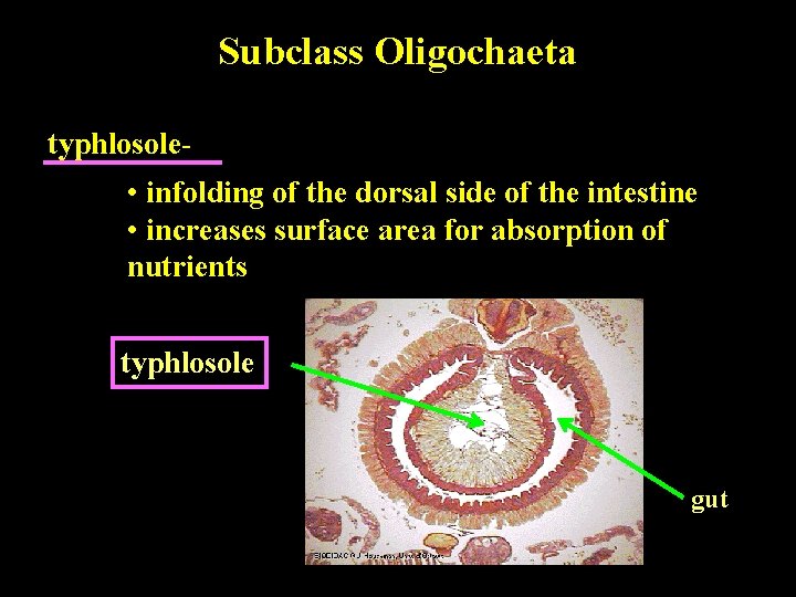 Phylum Annelida The Segmented Worms Annelida Characteristics Triploblastic