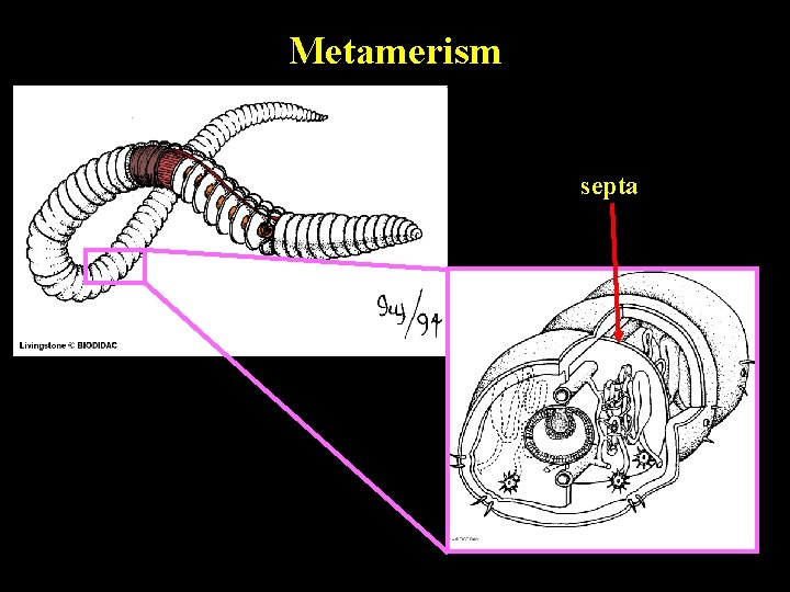 Phylum Annelida The Segmented Worms Annelida Characteristics Triploblastic
