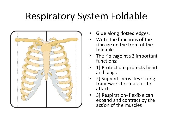 Respiratory System Respiratory System Main function is to