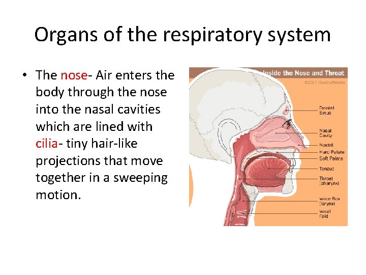 Respiratory System Respiratory System Main function is to