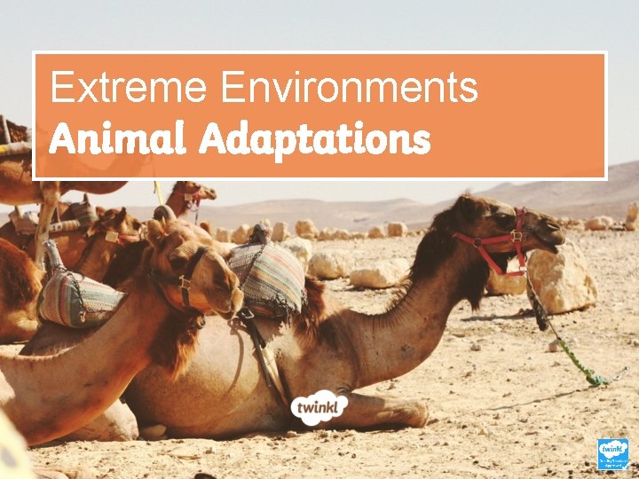 Extreme Environments Animal Adaptations Learning Objective To explain