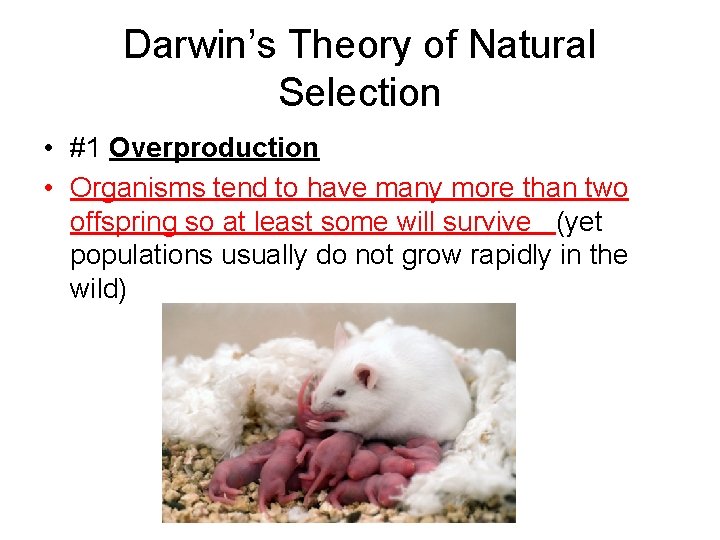 Cornell Notes Biological Evolution April 9 2014 Theories