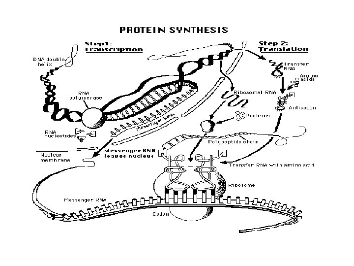 Chapter 12 Protein Synthesis Central Dogma DNA RNA