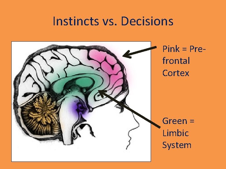 Lesson 1 robertcrown org Which two regions of