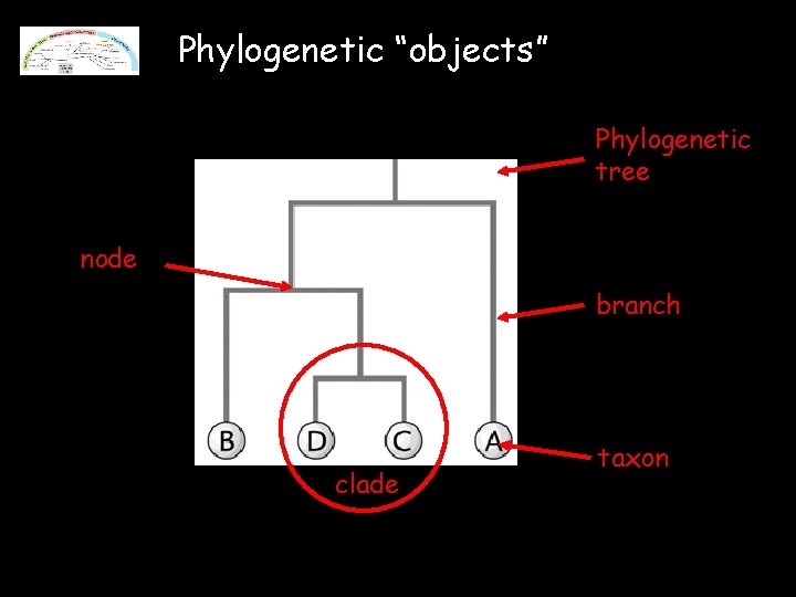 BI 420 Introduction to Bioinformatics Phylogenetic Analysis Department