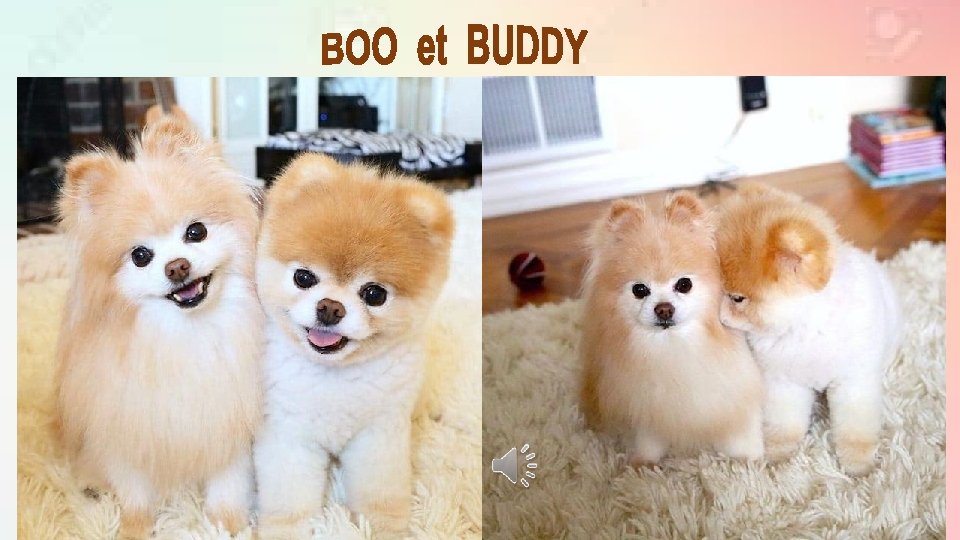 BOO n en 2006 est devenu le chien