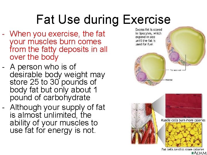Nutrition Fitness and Sports Chapter 13 BIOL 1400