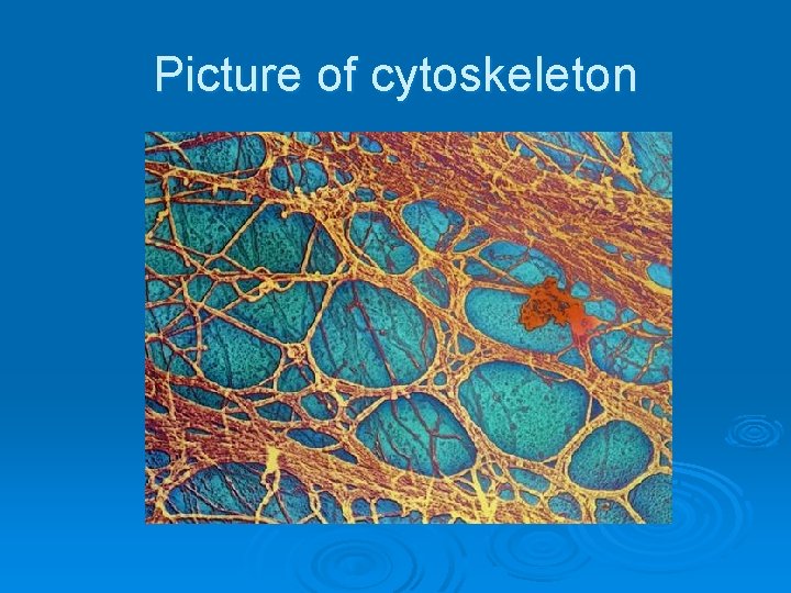 Cell Organelles And all the wonderful things they