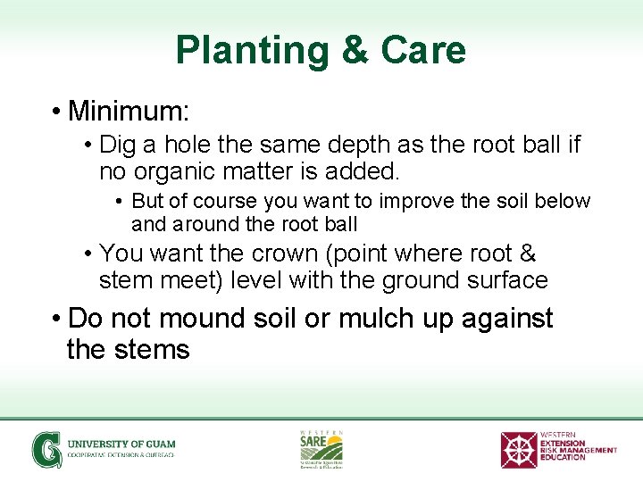 Plant Propagation by Plant Division Planting A Tree