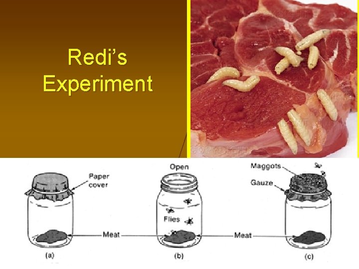 The Origin of Life Ch 14 2 For