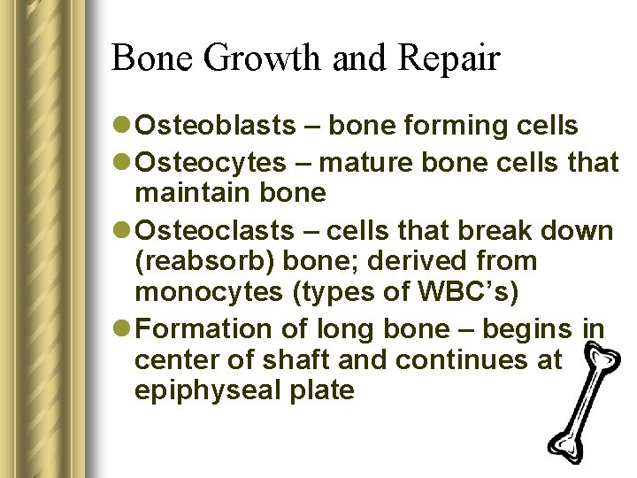 SKELETAL SYSTEM Chapter 7 Functions of Bones l