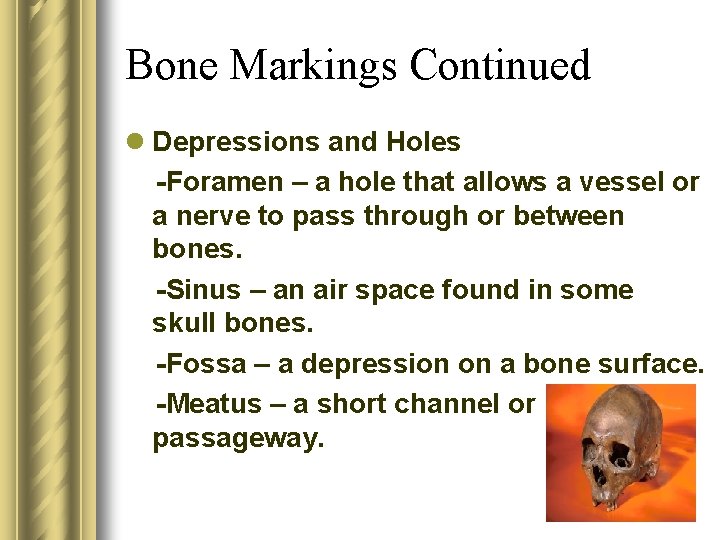 SKELETAL SYSTEM Chapter 7 Functions of Bones l