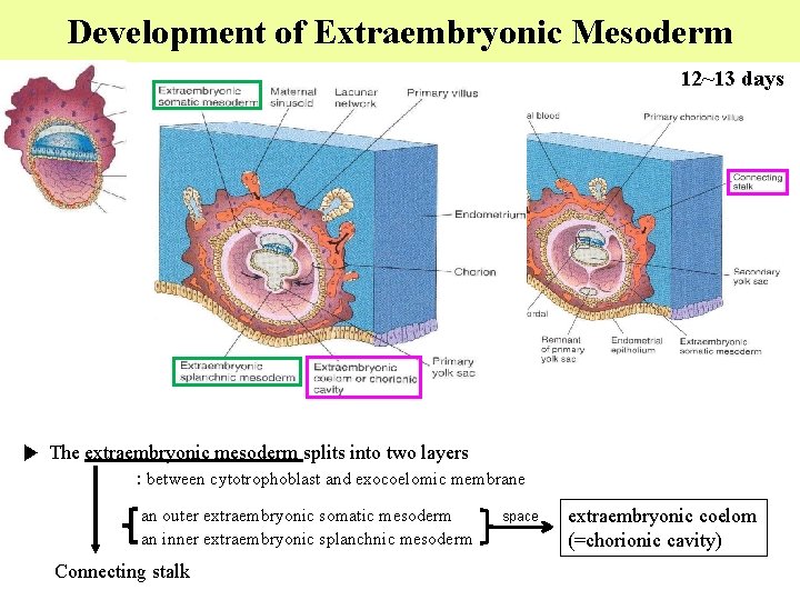 Second week of development Bilaminar Embryonic Disc Department