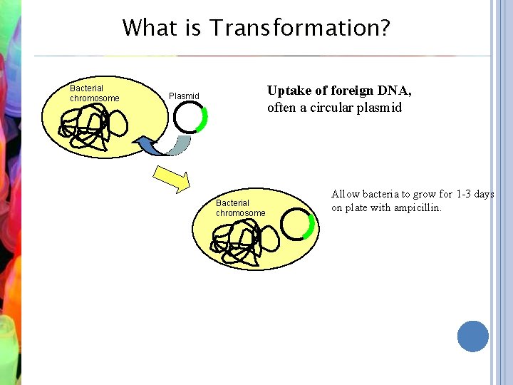 What is Transformation Bacterial chromosome Plasmid Uptake of