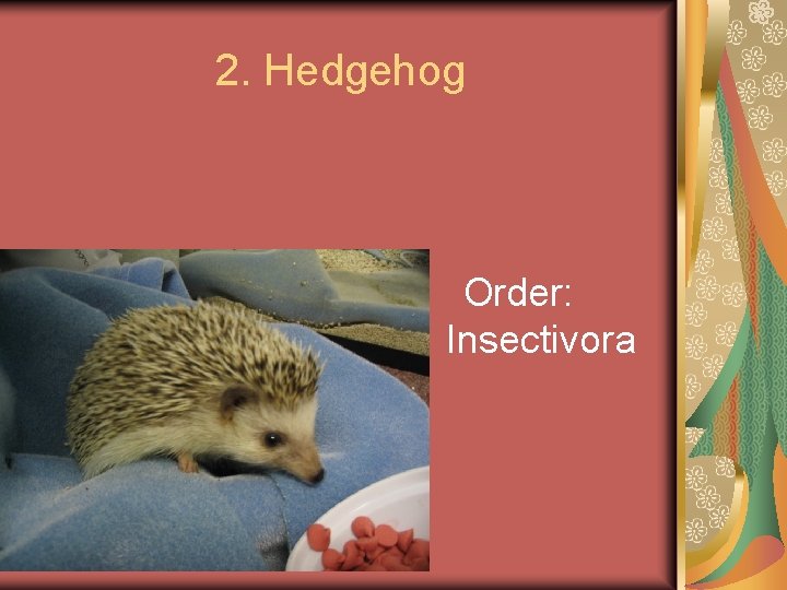 How much do you know about mammals Introduction