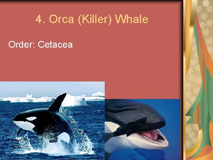 How much do you know about mammals Introduction