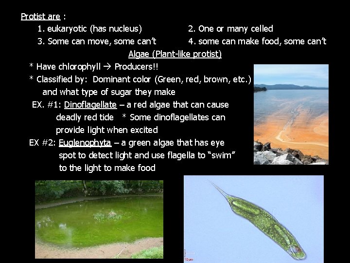 Kingdom Protista Protist are 1 eukaryotic has nucleus
