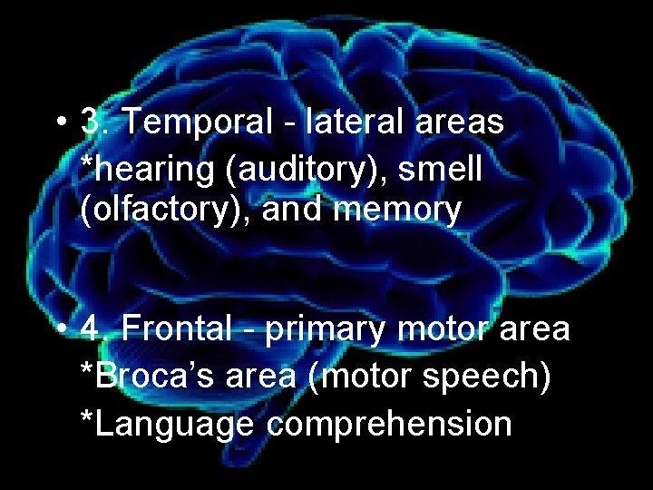 The Brain Cerebral Hemispheres cerebrum Ridges gyri Grooves