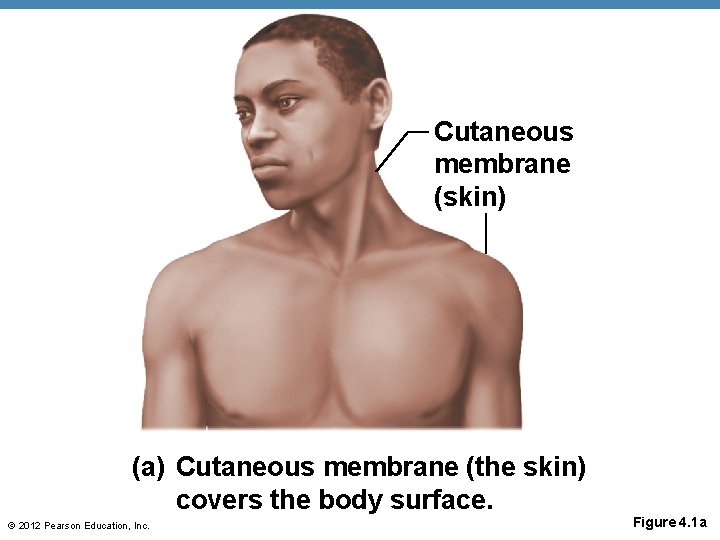 Integumentary system Function of body membranes Cover body