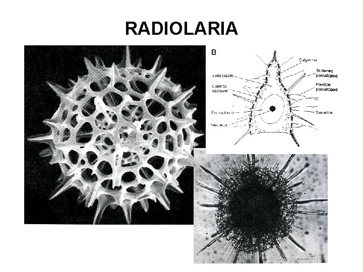 Fossil Protista Kingdom Protista Phylum Sarcomastigophora Subphylum ...