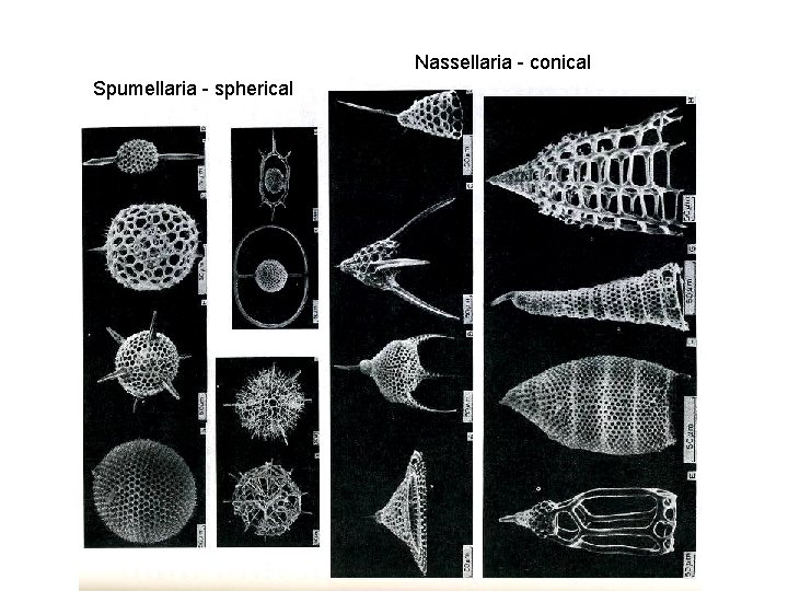 Fossil Protista Kingdom Protista Phylum Sarcomastigophora Subphylum ...