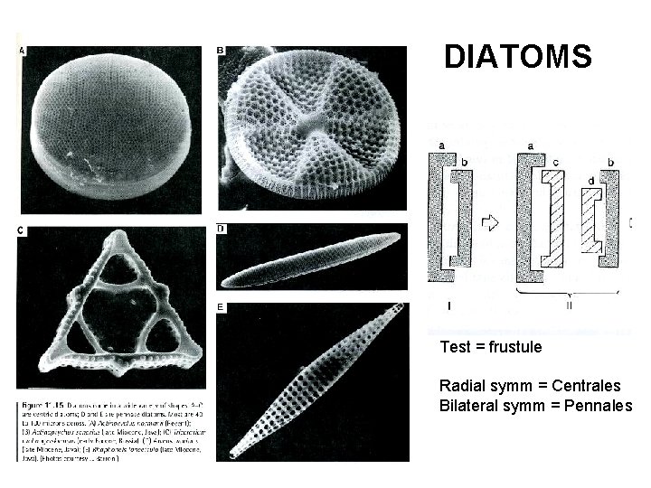 Fossil Protista Kingdom Protista Phylum Sarcomastigophora Subphylum ...