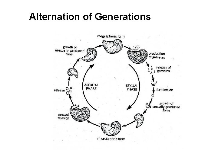 Fossil Protista Kingdom Protista Phylum Sarcomastigophora Subphylum ...