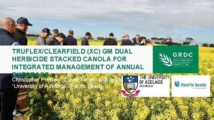 TRUFLEXCLEARFIELD XC GM DUAL HERBICIDE STACKED CANOLA FOR