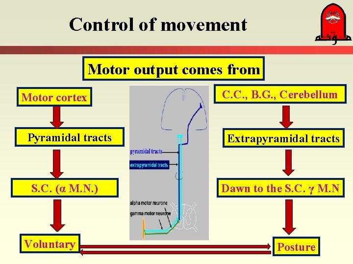 Physiology L 1 Control of Movement Objectives Describe