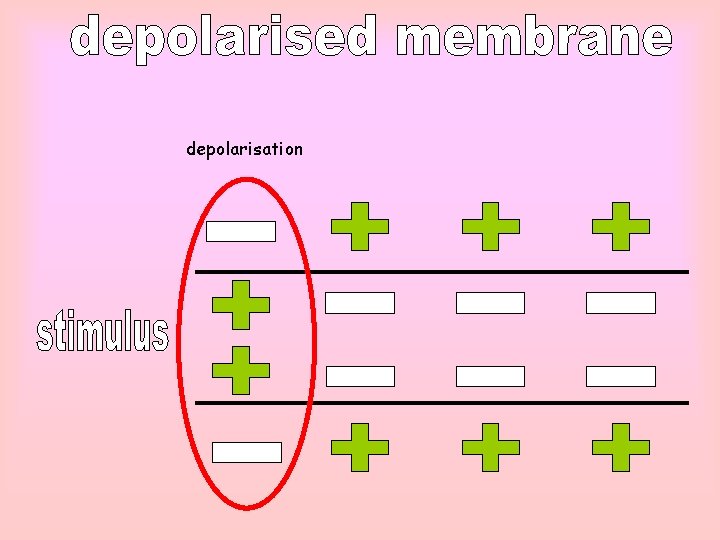 The nervous system allows the body to respond