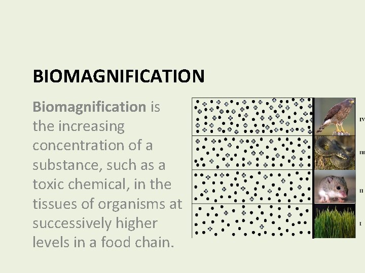 HAILEYBURY ASTANA IGCSE SCIENCE BIOMAGNIFICATION Learning objectives ...