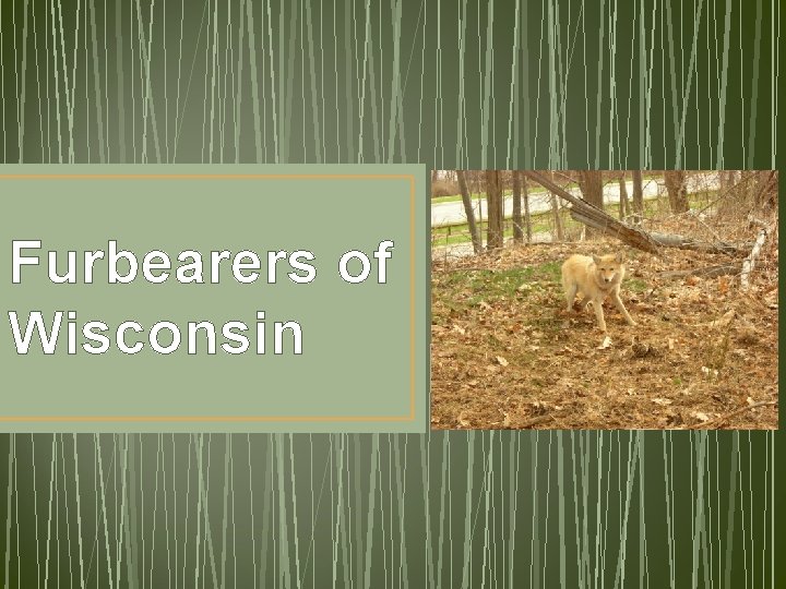 Furbearers of Wisconsin What is a mammal There