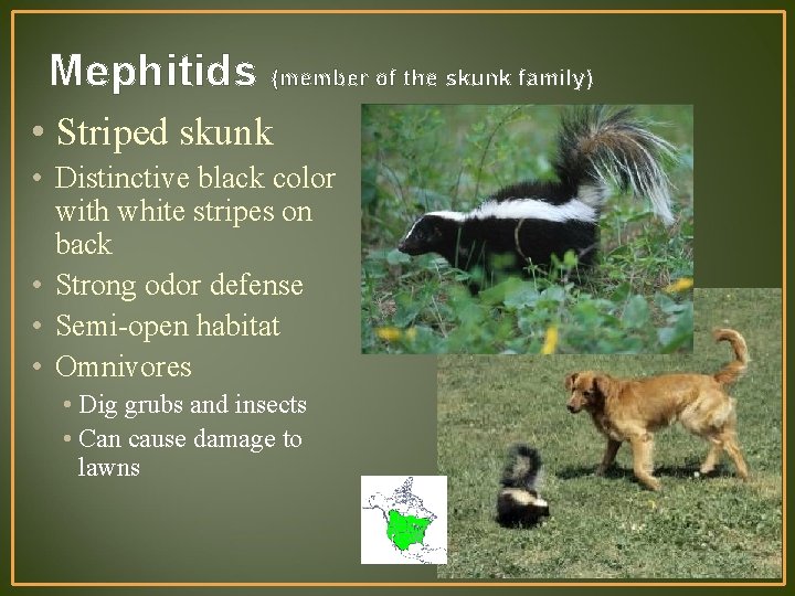 Furbearers of Wisconsin What is a mammal There