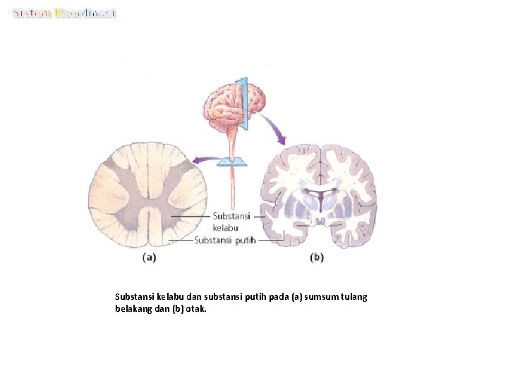 Sistem saraf pusat Sayatan membujur sistem saraf pusat