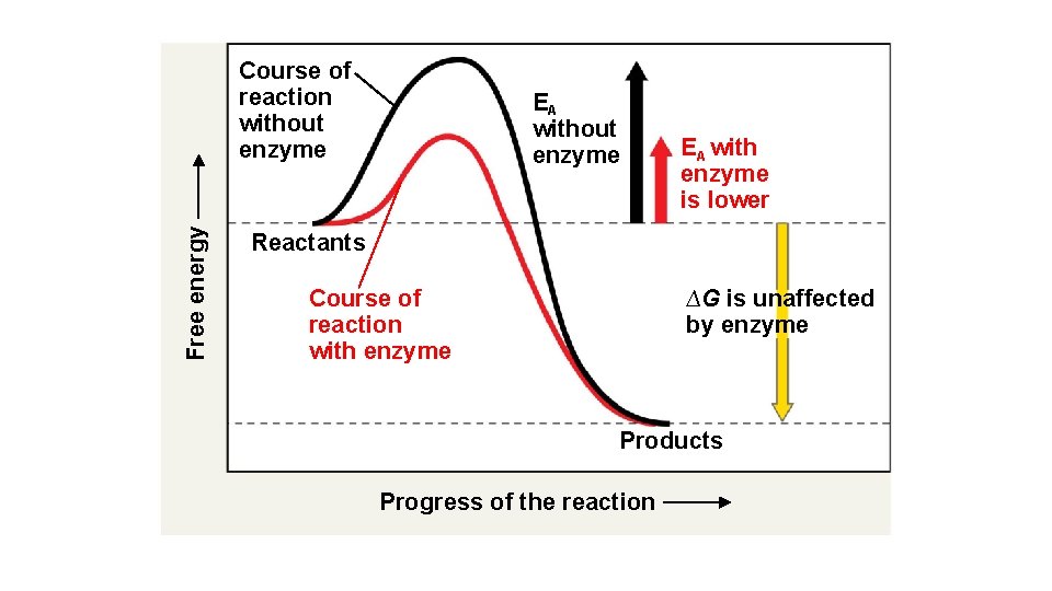 Today Metabolism part 3 Remember to do you