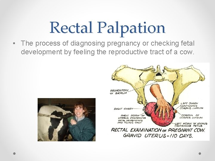 Animal Management Objective 5 03 Exemplify reproductive management