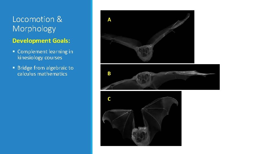 Birds Bats LEGO Limbs Modeling the Variable Moment