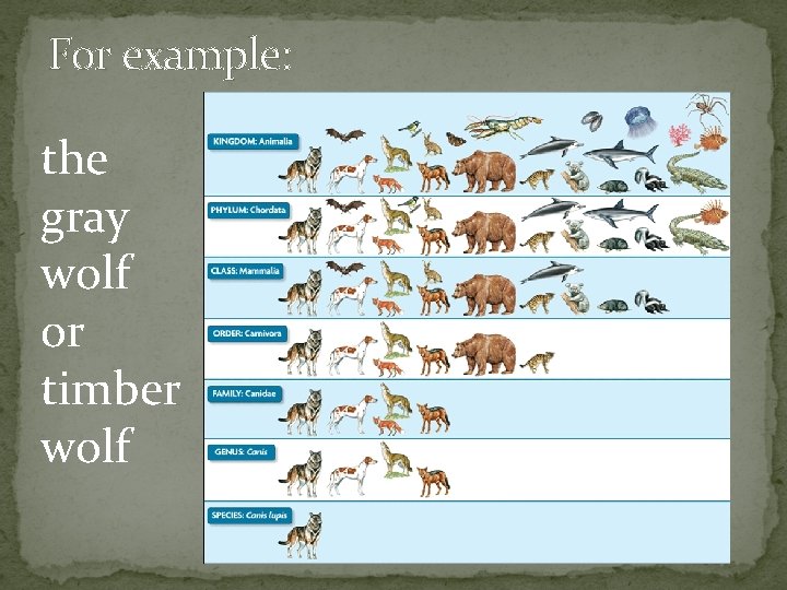 TaxonomyClassification Taxonomy The study of classifying organisms What