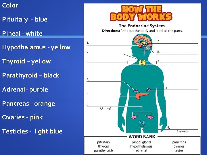 The Endocrine System Endocrine System Activities of the