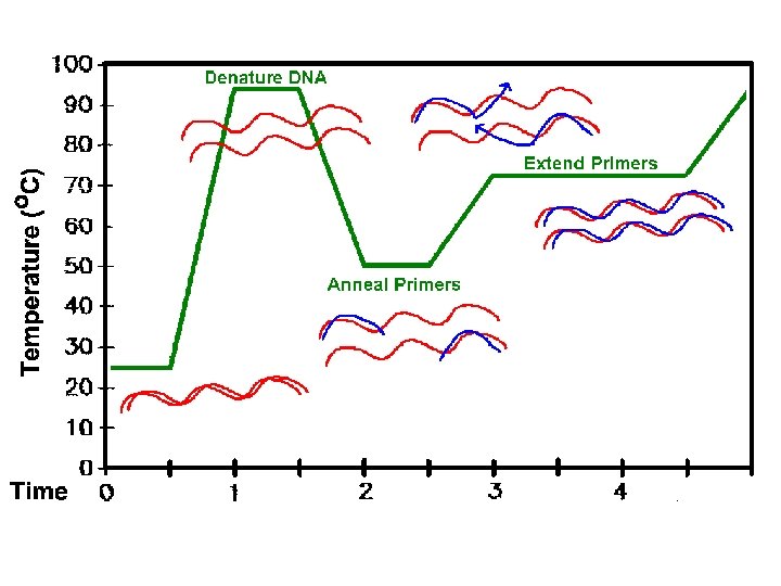 Biogenetic Engineering DNA Technology DNA technology has been